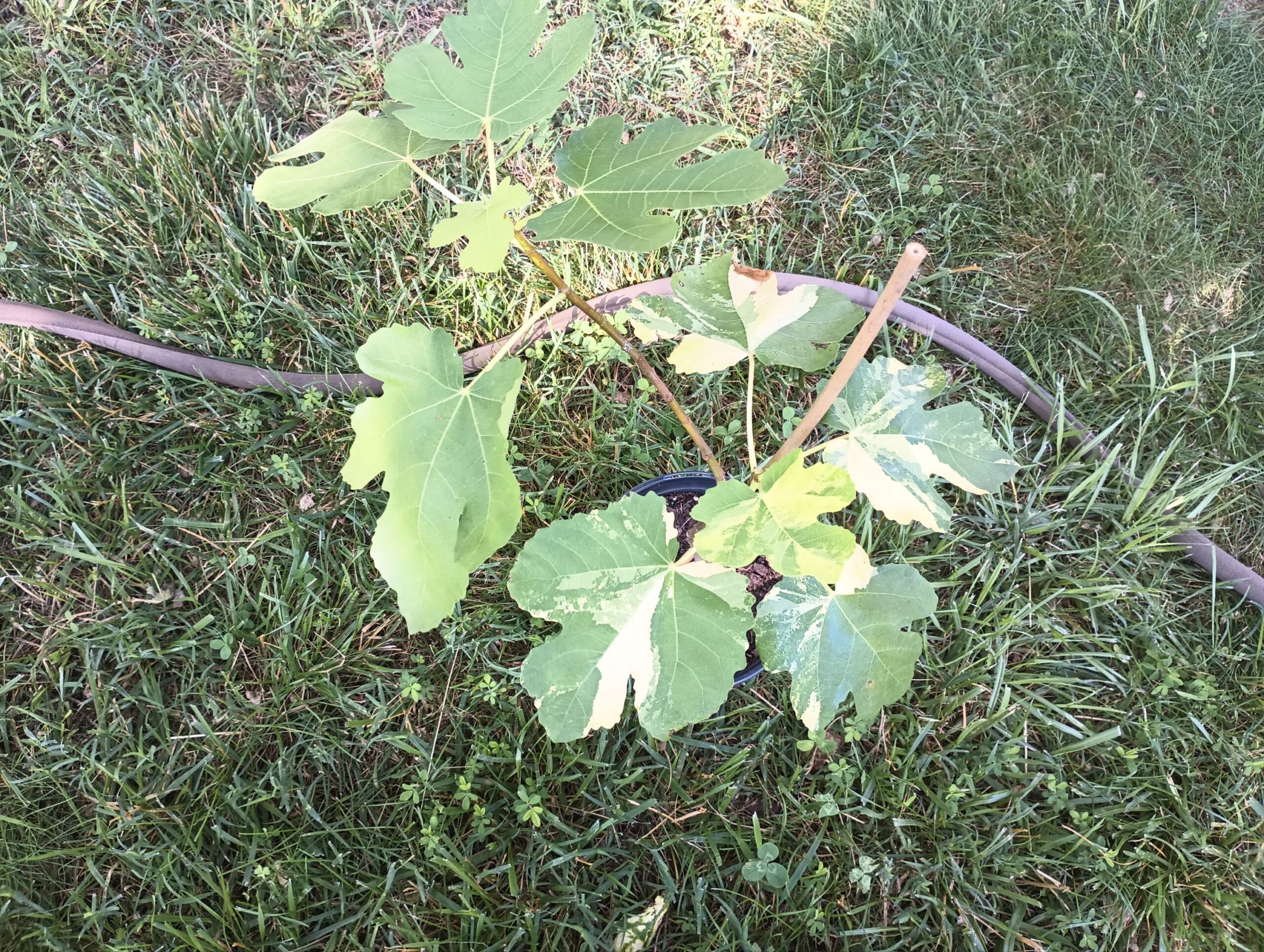 Variegated Jolly Tiger Fig Tree - Enigma Emerald Mine